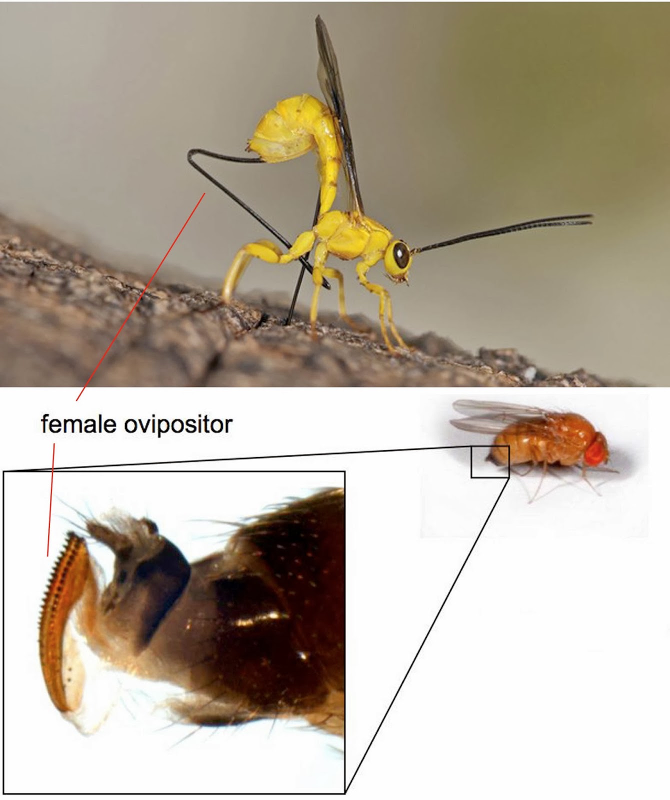 As Many Exceptions As Rules: Taste And Be Tasted – Fair Is Fair