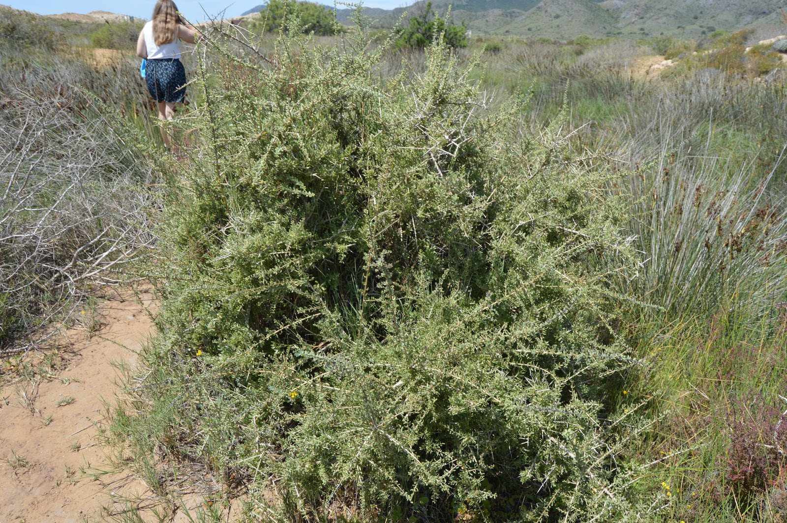 Blog de campo y minerales: Cambrón (Lycium intricatum)