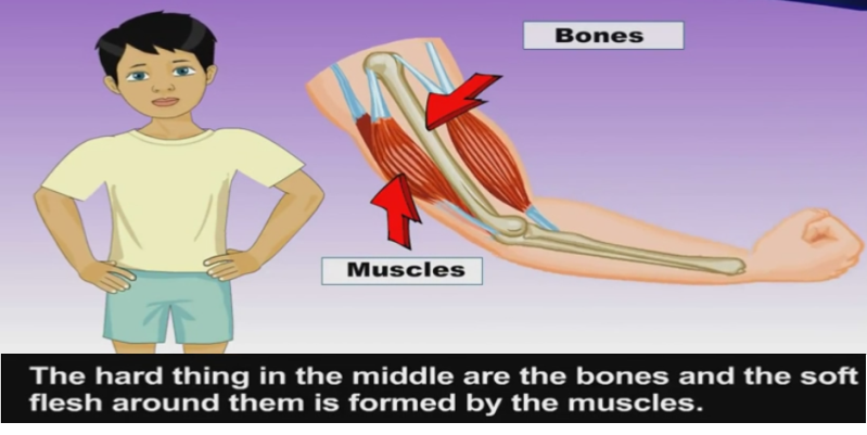 sagraduadamao3english: HUMAN BODY
