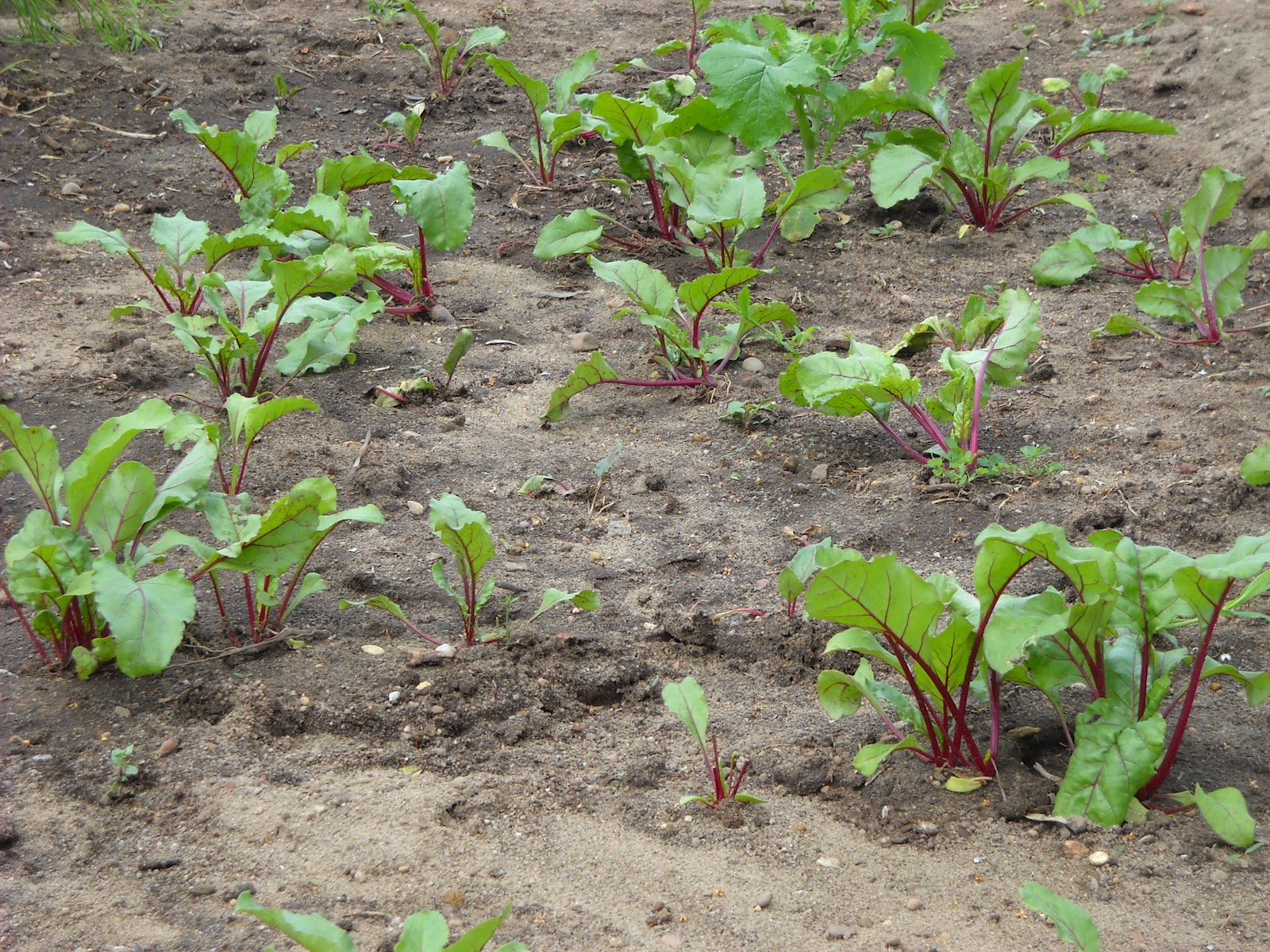 HORTA À PORTA: BETA (BETERRABA VERMELHA)