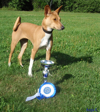 Perrada Unican Basenjit: Basenjin pentuja talvella 2013