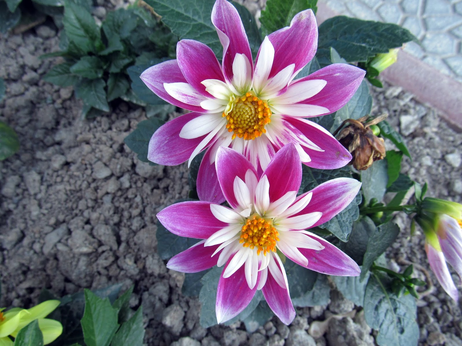 Cittaslow Botanik Park: DALYA / YILDIZ ÇİÇEĞİ