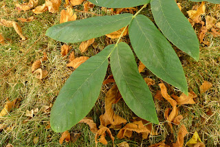 Wild Harvests: Heartnut, a cultivated Japanese Walnut
