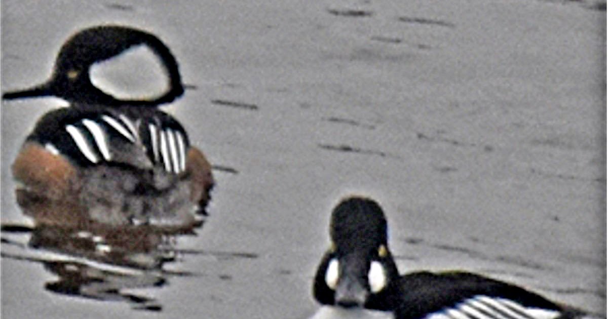 nature tales and camera trails: I found some Returned Ducks this Morning!