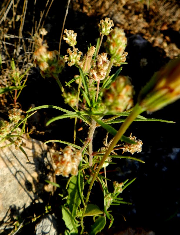 naturconsejos: ZARAGATONA (Plantago psyllium).