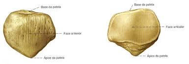 Anatomia P. F. : practice N°4