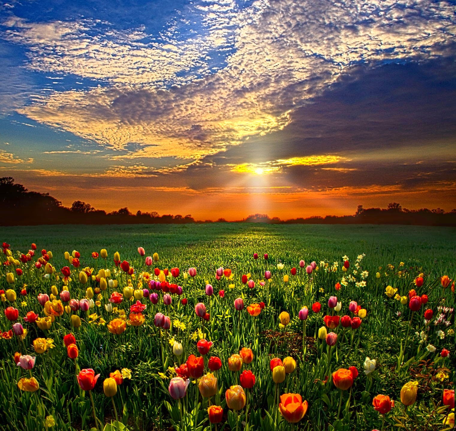 La multi ani, de Florii! | Poze Super Misto