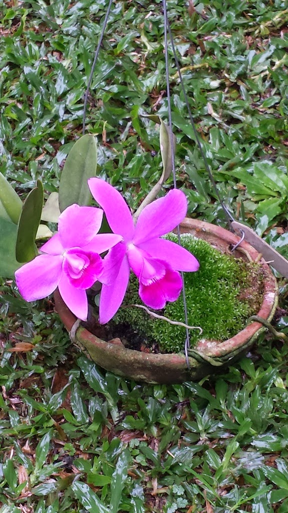 ORQUIDARIO RECREIO : Laeliocattleya Mini Purple 'Lea', AM/AOS