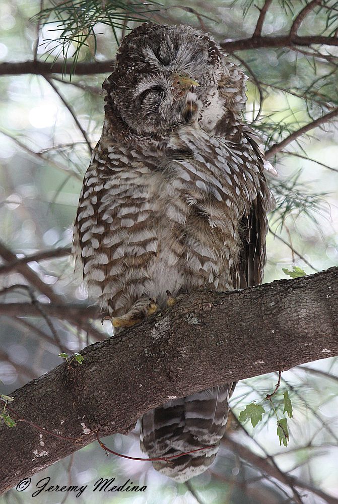 Birding Is Fun!: Búho Manchado