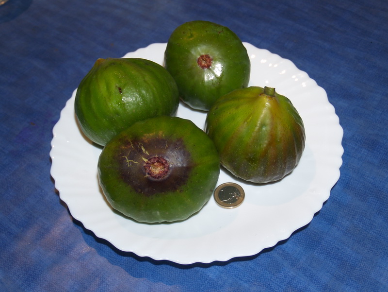 Verde y Cordial: Brevas