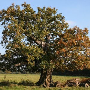 B.Edmond: Maimuta care se credea copac