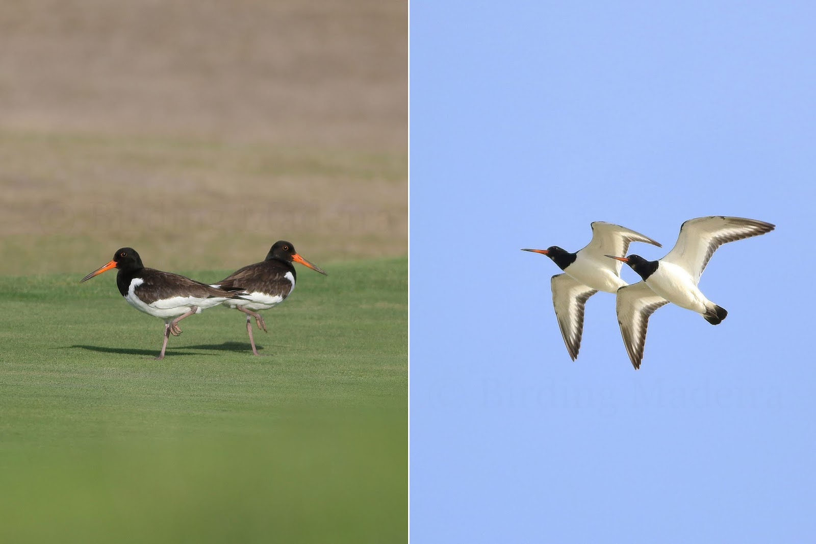 Birding Madeira: 2019.10