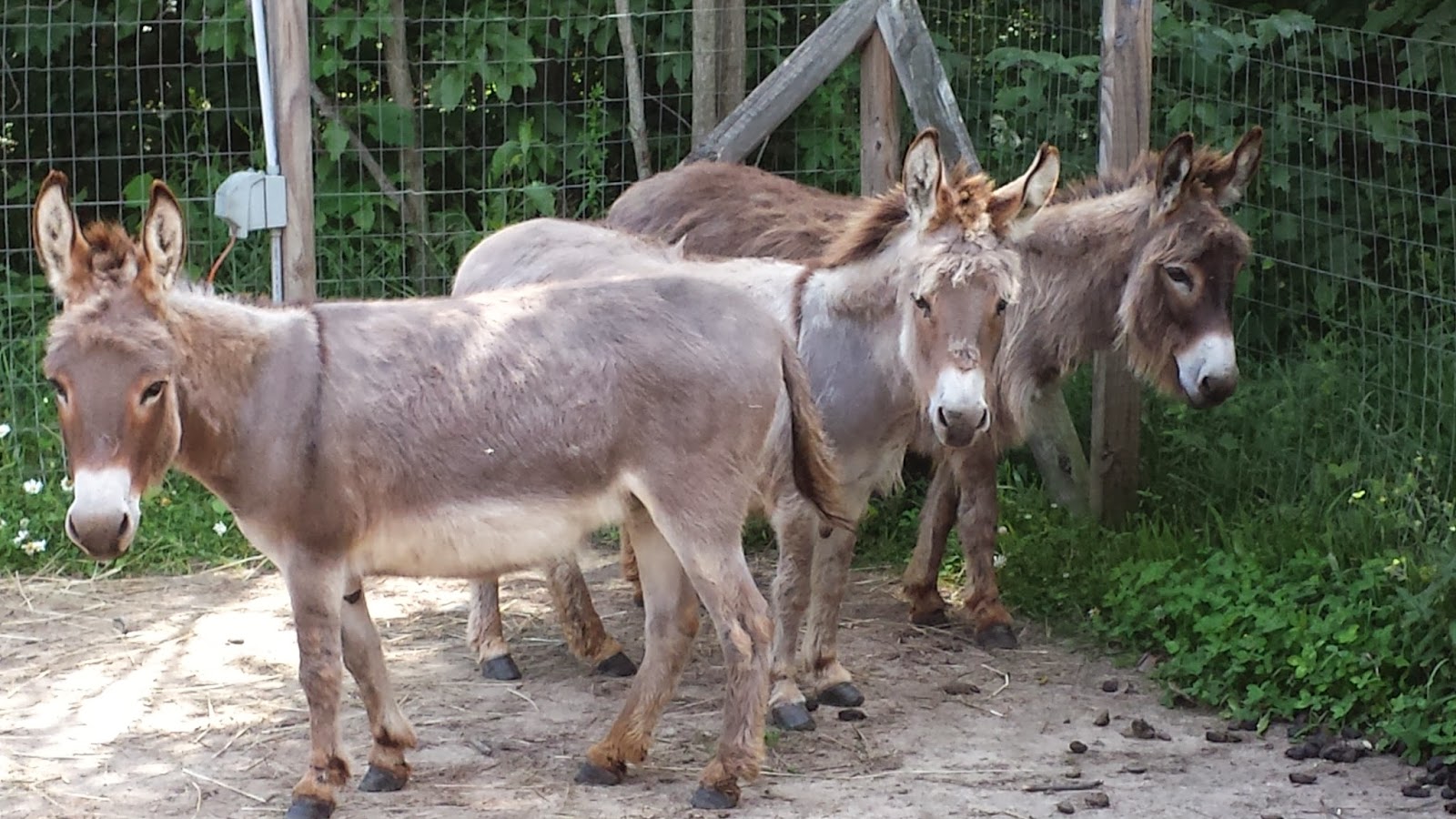 My Miniature Donkeys: Donkey Dreads, Gone