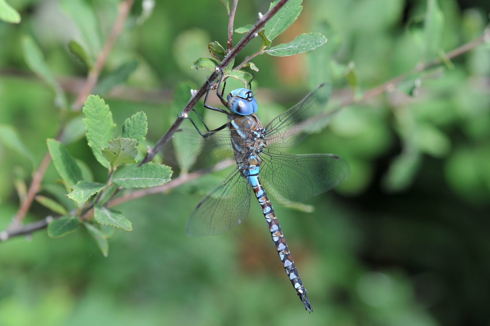 The Dragonfly Whisperer: Species Spotlight: Blue-eyed Darner