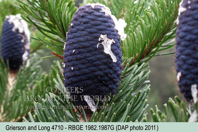 Emerging Ethnobiologists: Forest of Bhutan I. The biodiversity of the ...