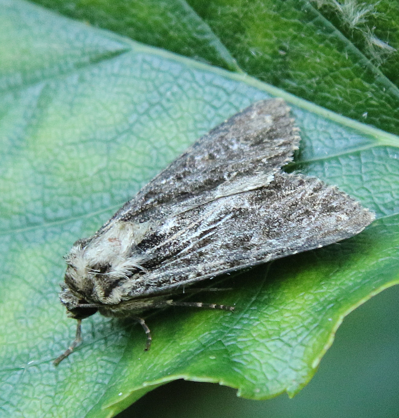 Birding with Flowers: July Moths