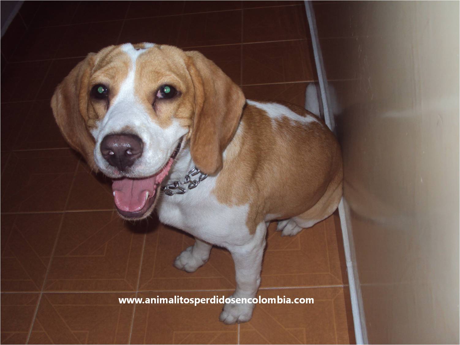 Animalitos Perdidos en Colombia: ENCONTRADO CALI- PERRO BEAGLE LIMON ...