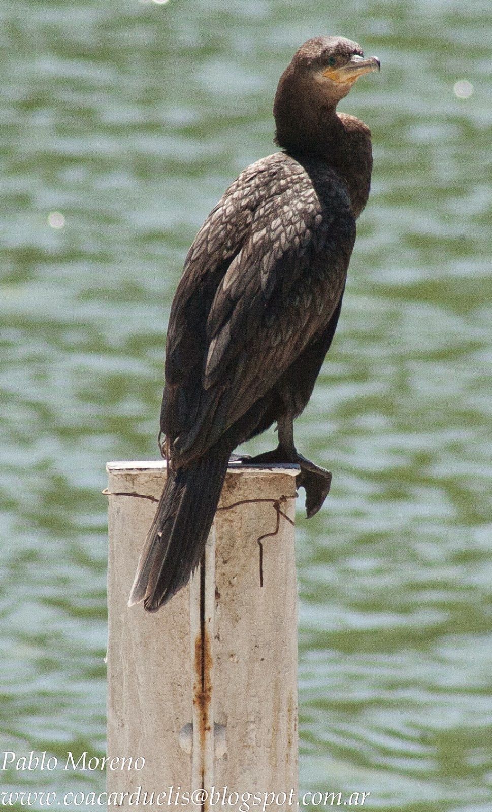 Aves de Mendoza: Bigua(Phalacrocorax olivaceus)