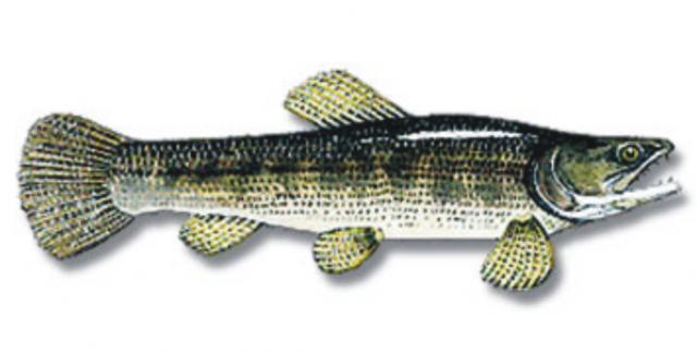 Amilton e Diego - Dicas De Pesca: Traíra / Wolf-Fish ( Hoplias ...