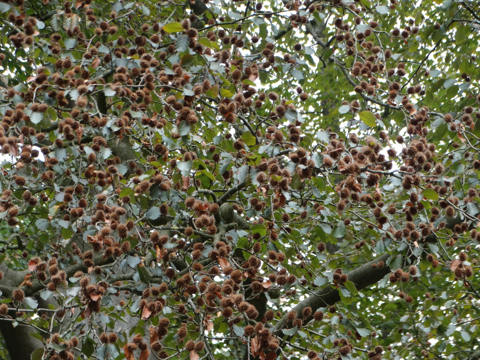 oog voor de natuur: Beuk (Fagus sylvatica), rijk beladen met vruchten.