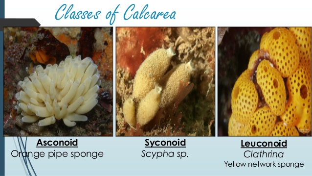 Biologia - nauka o życiu: Gąbki (Porifera)