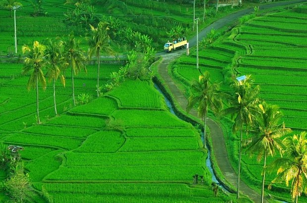 SUBAK, SISTEM (IRIGASI) DI BALI | BLOG INDONESIA
