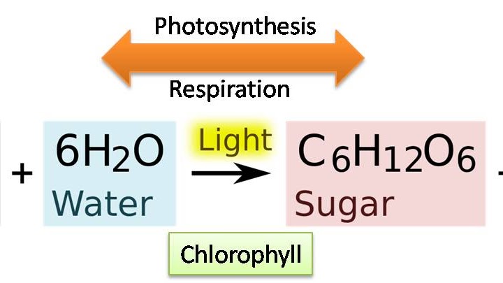 Equation For Photosynthesis equation-for-photosynthesis