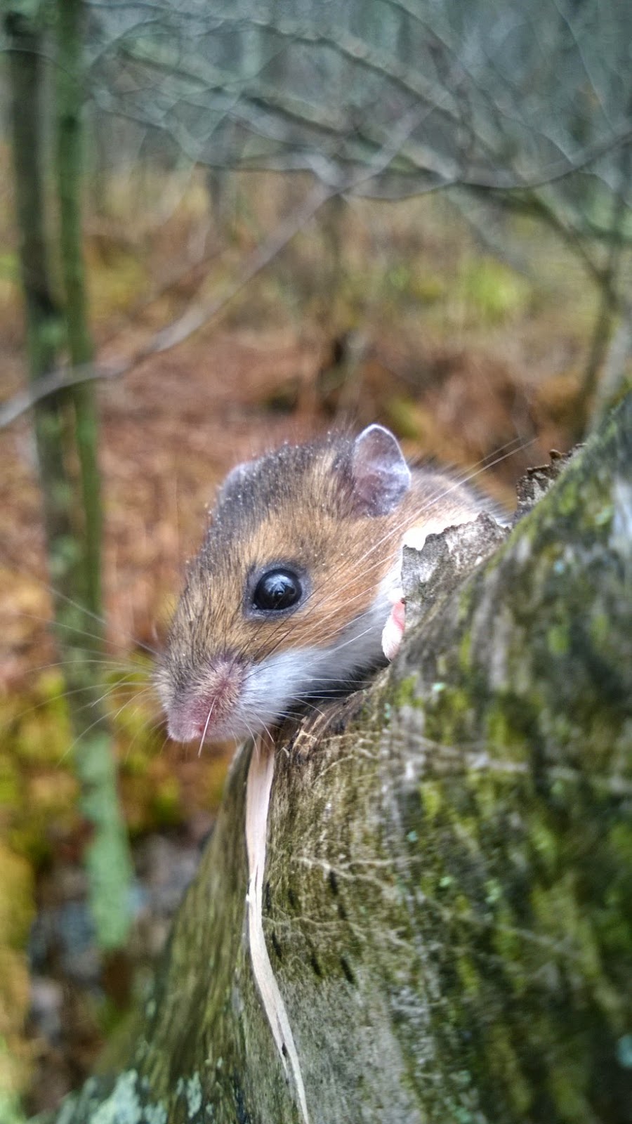 One Thousand Days in Nature: November 2014