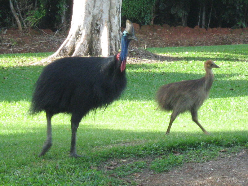 Kasuari Papua - Alam Mentari