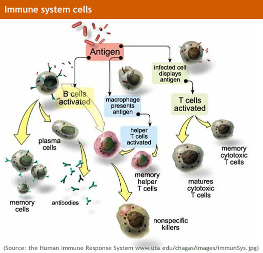 Horse Life and Love: All About - The Immune System