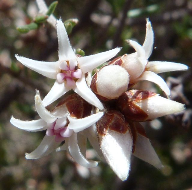 Acacias, Acacias and more Acacias