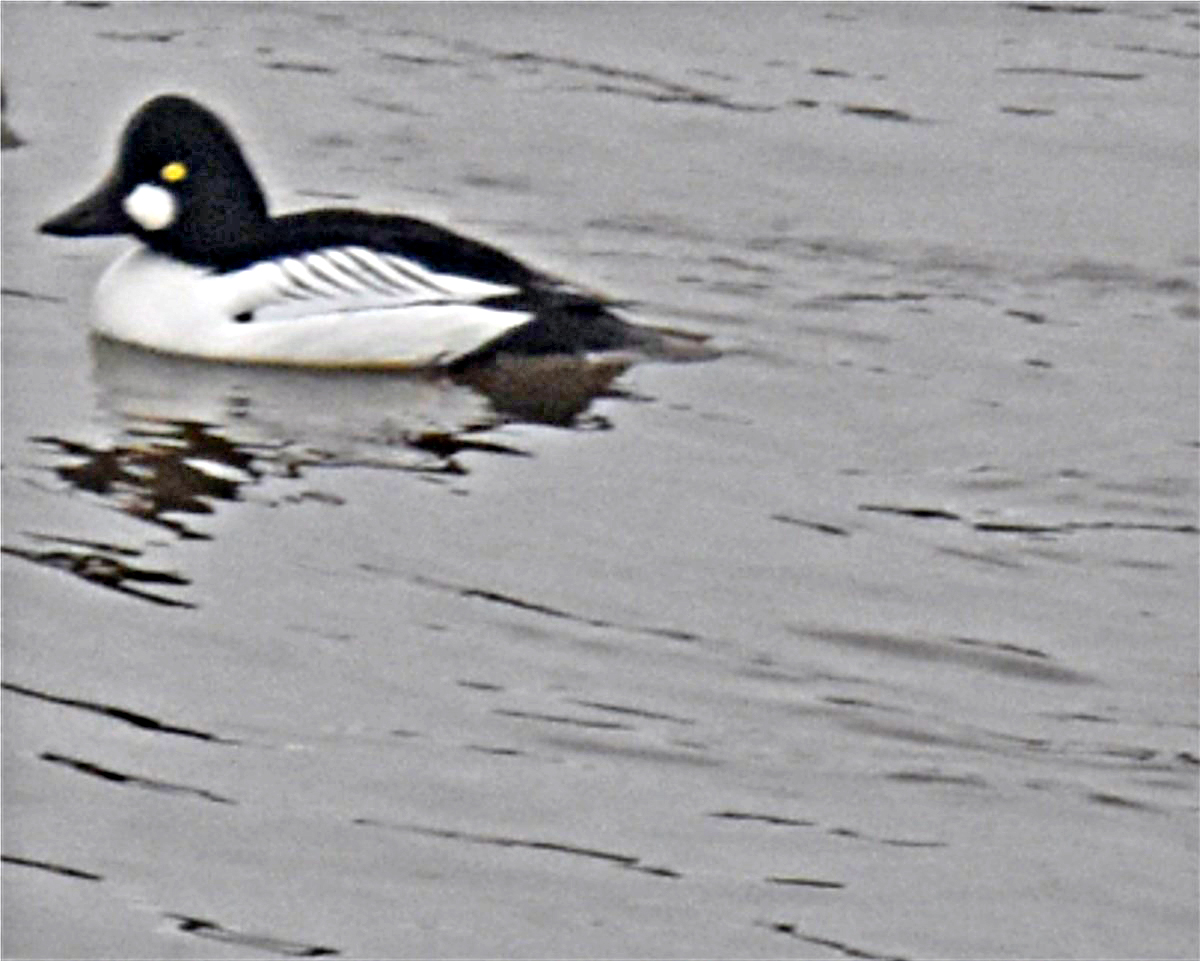 nature tales and camera trails: I found some Returned Ducks this Morning!