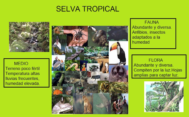 MITOLGINATURAL: LOS ECOSISTEMAS