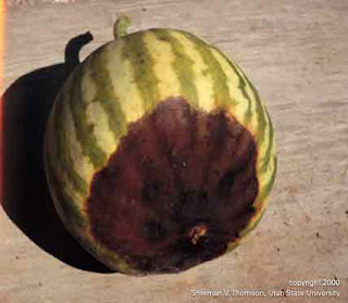 BLOSSOM END ROT CAUSES AND TREATMENTS - NORTAN