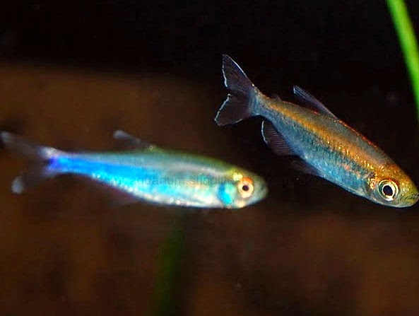 CHENNAI FREE CLASSIFIEDS: Blue tetra