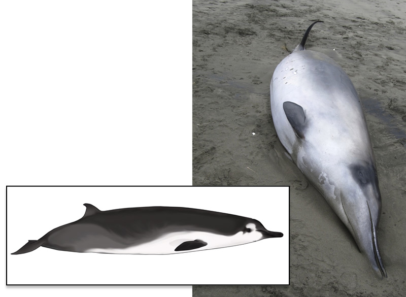 Species New to Science: [Cetology • 2012] the World's Rarest Whale ...