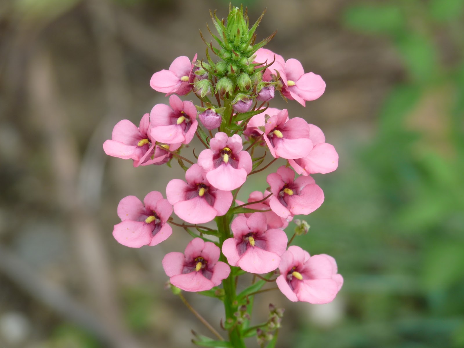 A not so simple garden: Diascia rigescens