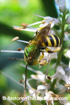 Restoring The Landscape With Native Plants: Native Bee Spotlight: Green ...
