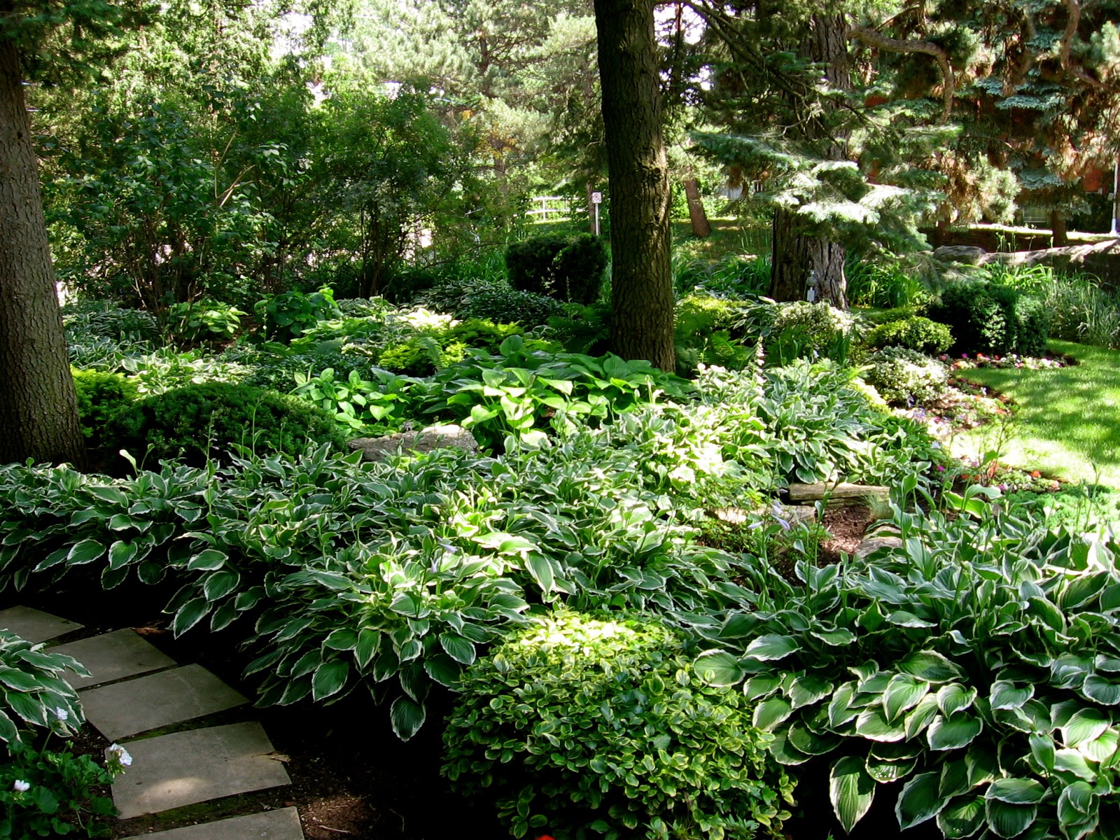 Astrid's Garden Design: Good Old Reliable Hostas