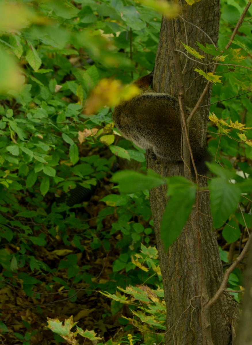 Woods Walks and Wildlife: Things that Crawl on the Ground
