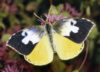 California Dogface ~ Butterfly of The Earth