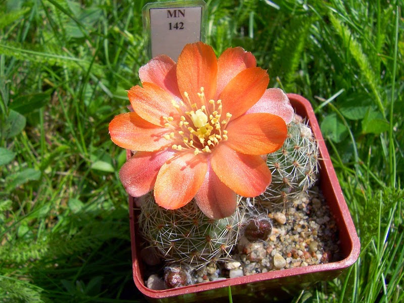 Rebutia, Aylostera y Weingartia: Rebutia pygmaea Fries 1905 ...