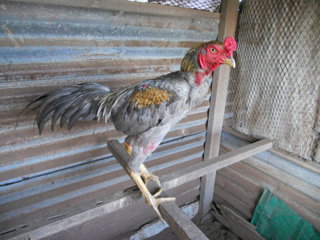 Ayam Pama Kacukan: Pama + Pakhoy — Pakoy Trad Line + Taichi Line