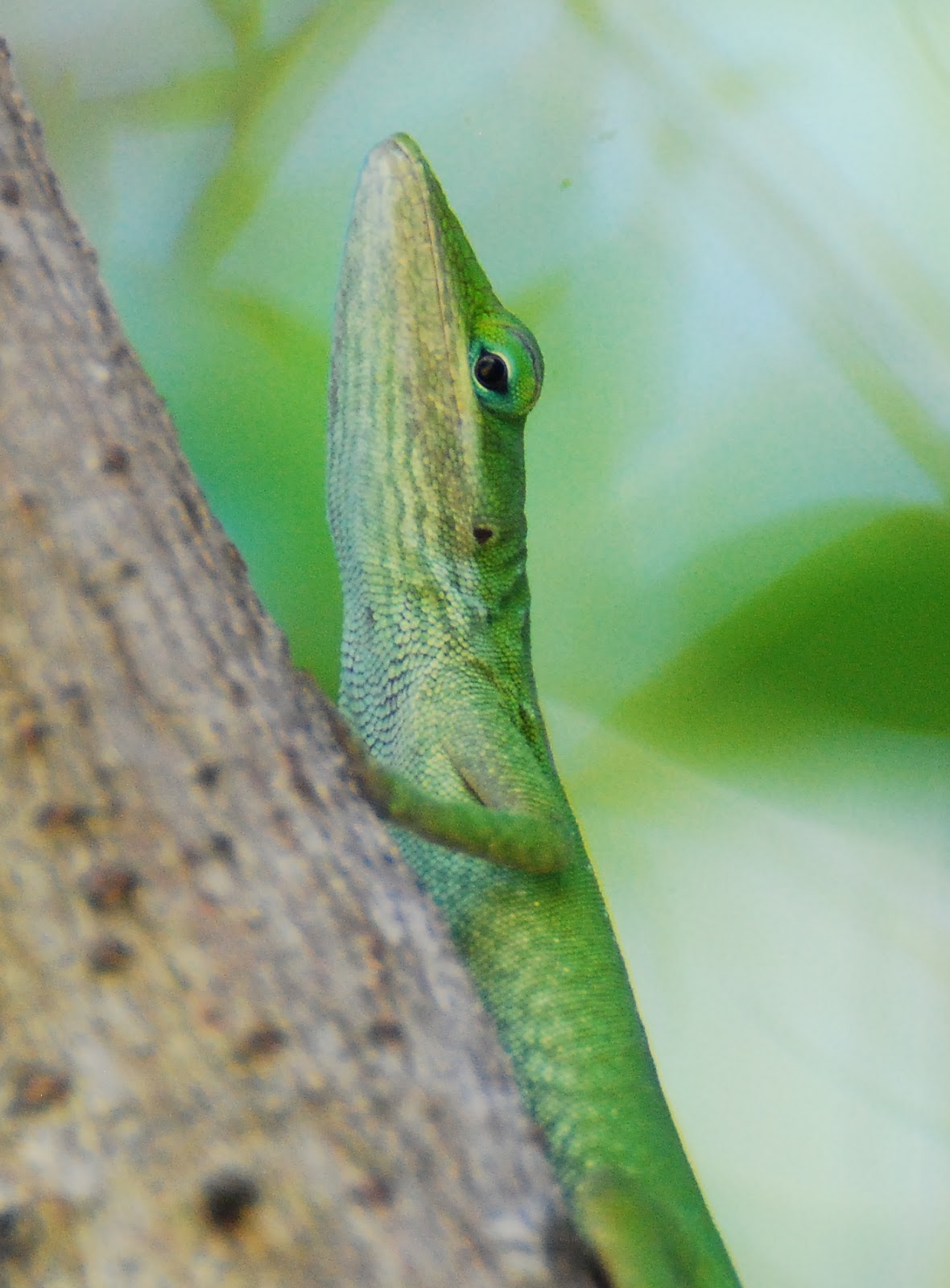 Bosque despierto: Anolis de Carolina
