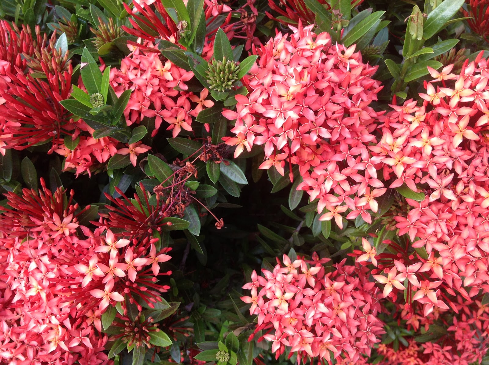 Nana and Papa's Journey: Beautiful flora and unrecognizable eats of ...