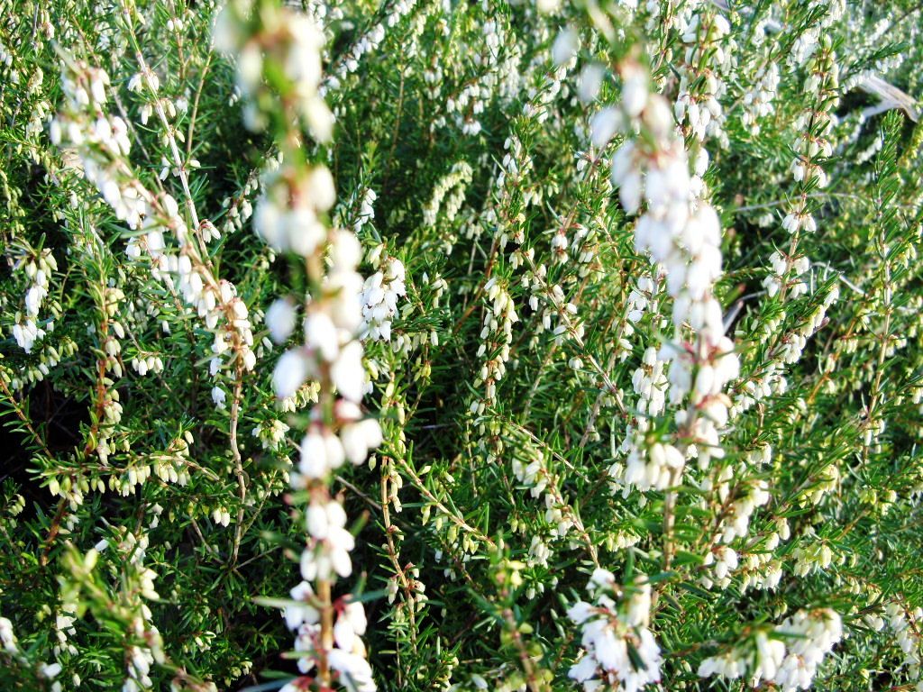 Kelli's Northern Ireland Garden: Irish Heather