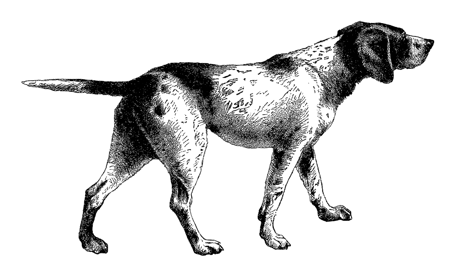 Digital Stamp Design: Pointer Dog Digital Vintage Clip Art Animal Image