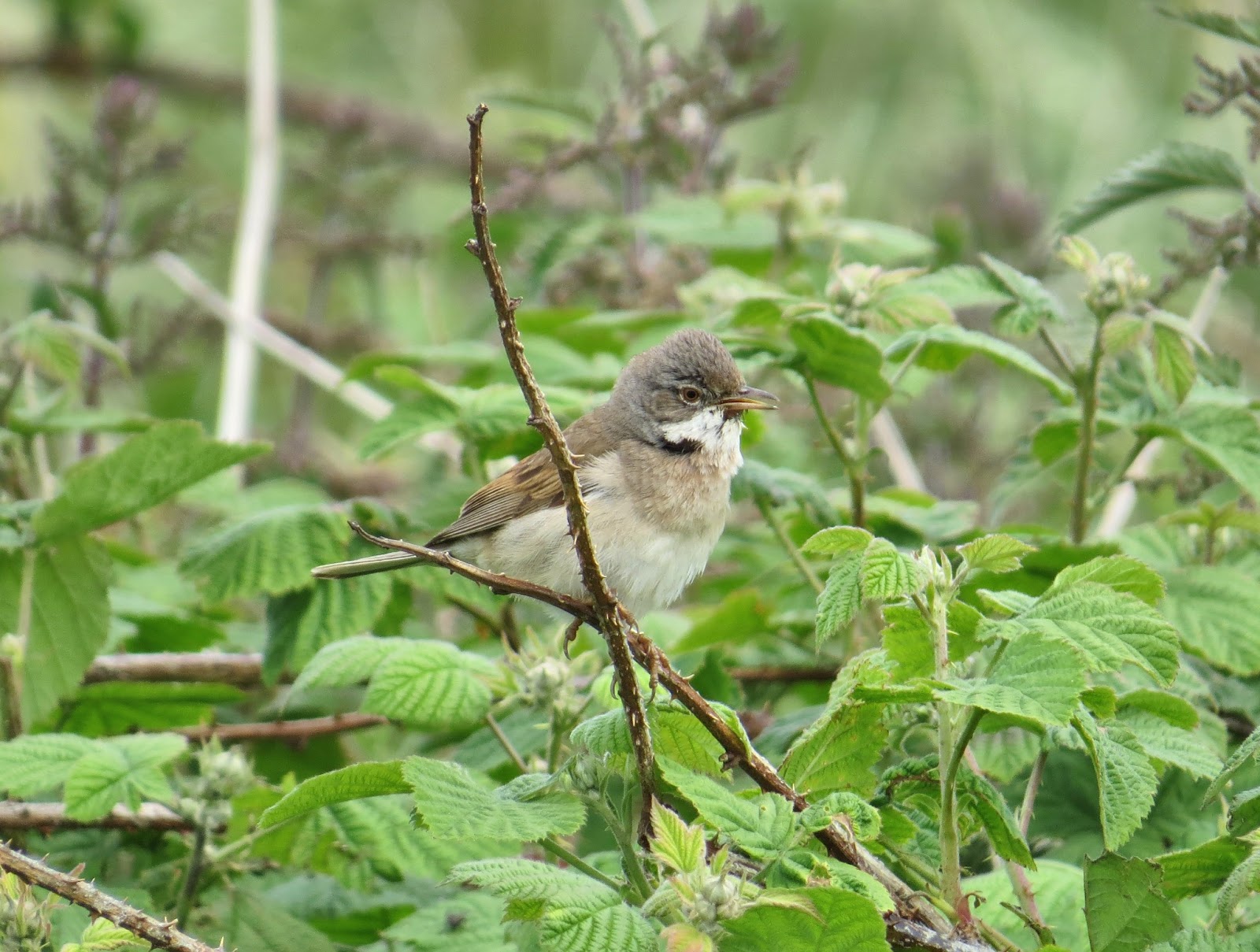 Aberbrothock: The Lurgies, Montrose Basin - In search of Spotted Redshank