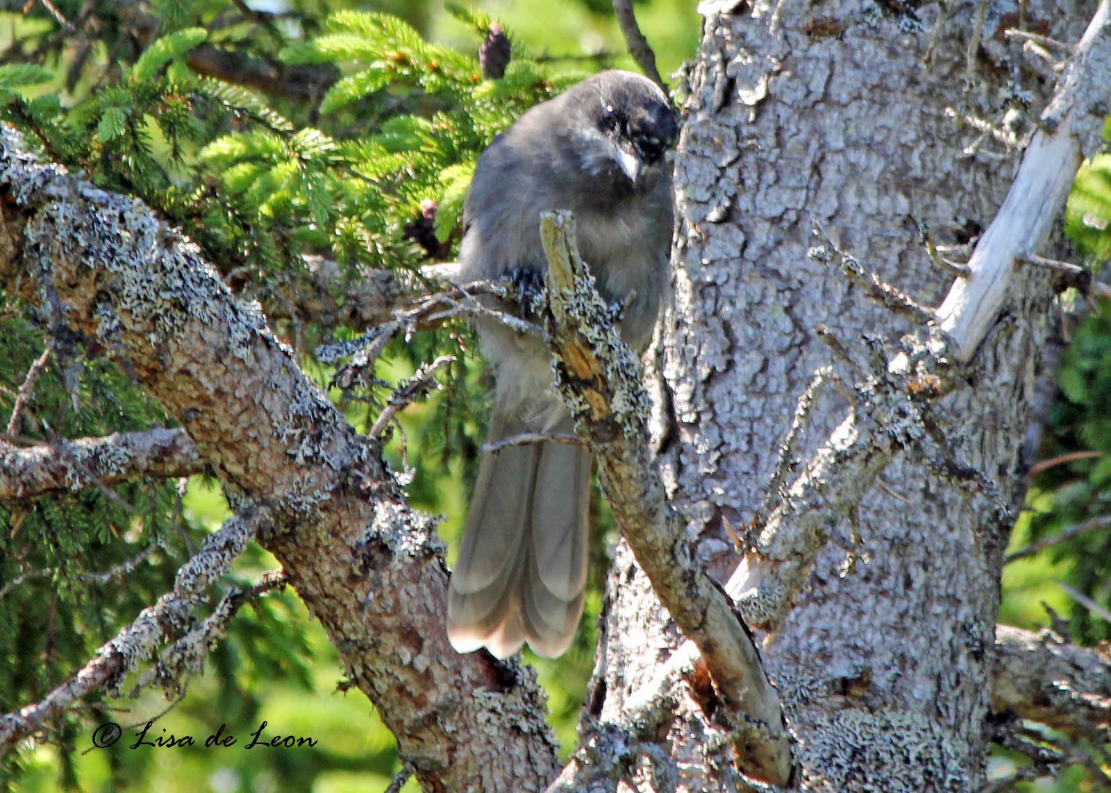 Birding with Lisa de Leon: Gray Jay - Juvenile