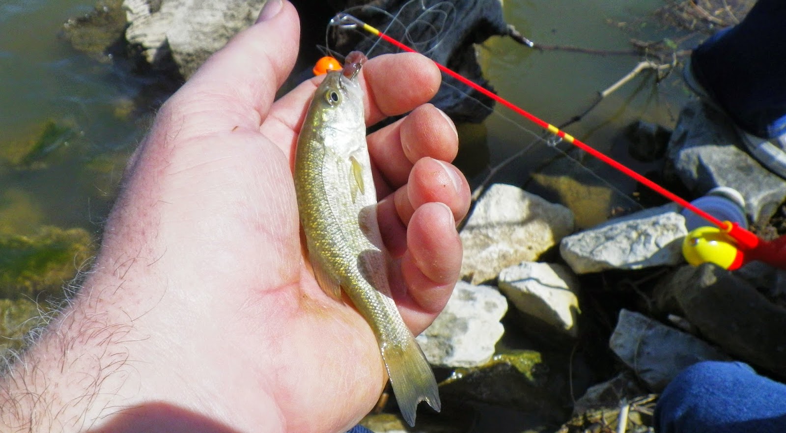 Home Waters: A Fly Fishing Life: Lake Lemon Report: Tops